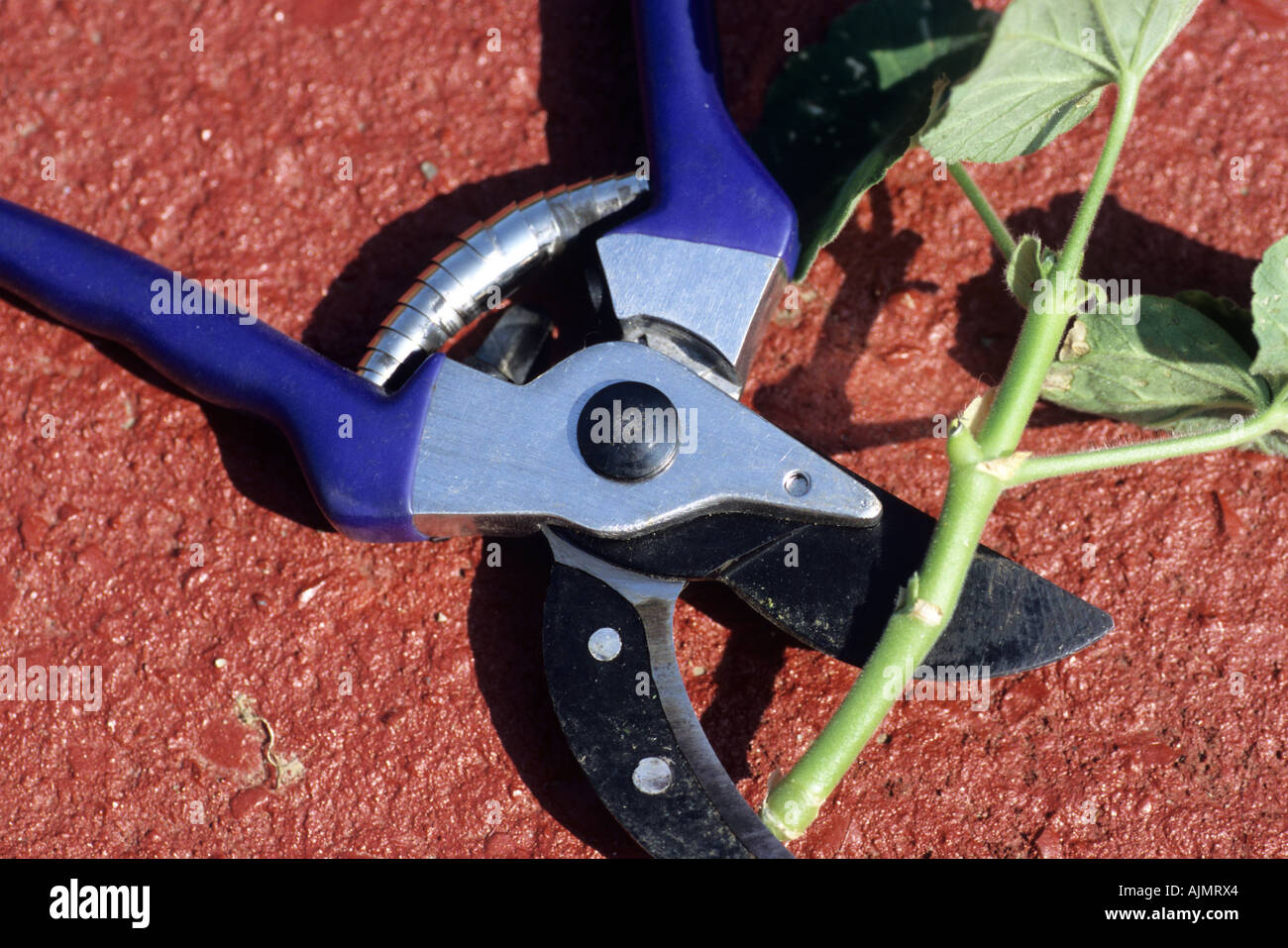 Pair of opened secateurs on red paving Stock Photo - Alamy