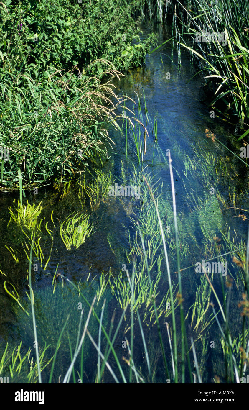 Slow flowing stream in England Stock Photo - Alamy