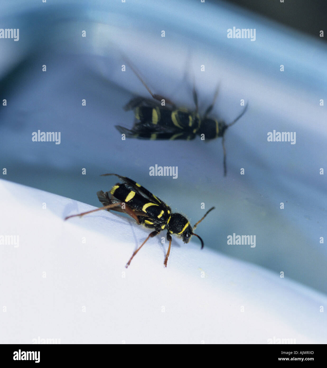Wasp Beetle; Clytus arietus Stock Photo - Alamy