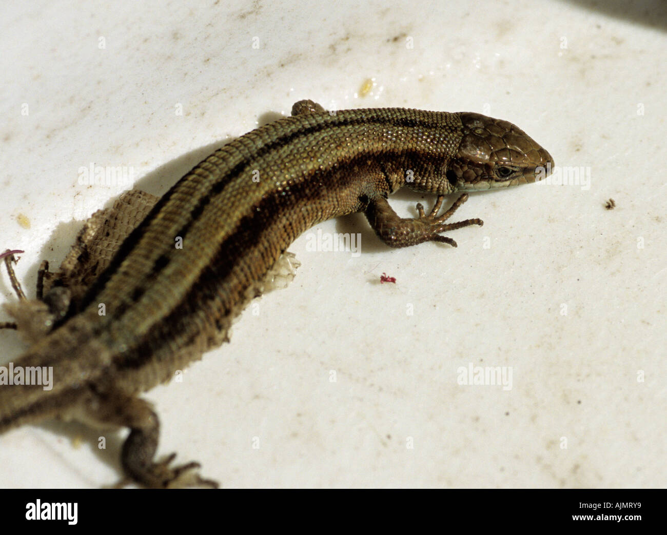 Common Lizard, viviparous lizard, ( Lacerta vivipara Stock Photo - Alamy