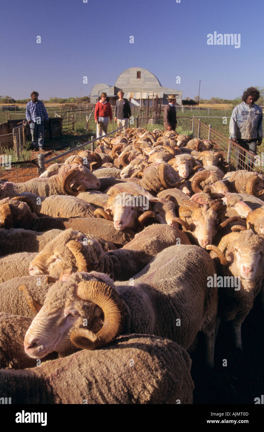 Merino rams hi-res stock photography and images - Alamy