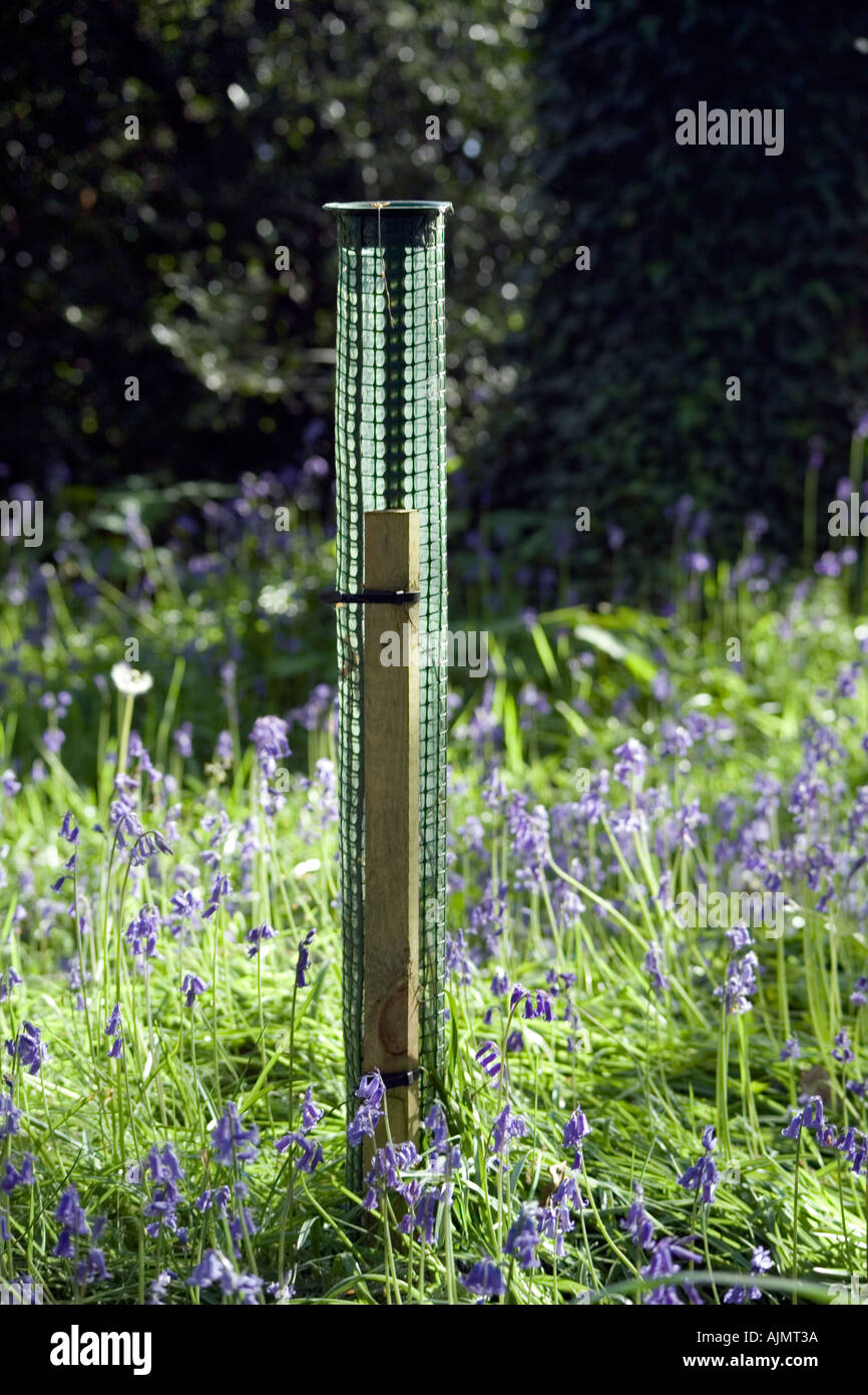 Young tree with a tree protection tube hi-res stock photography and ...