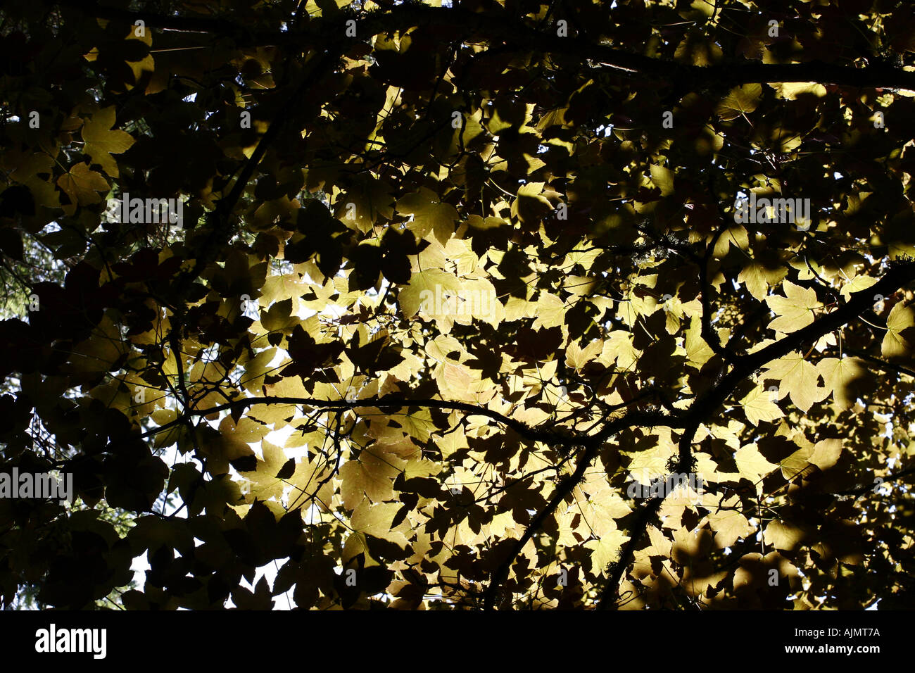 See through tree foliage Stock Photo - Alamy