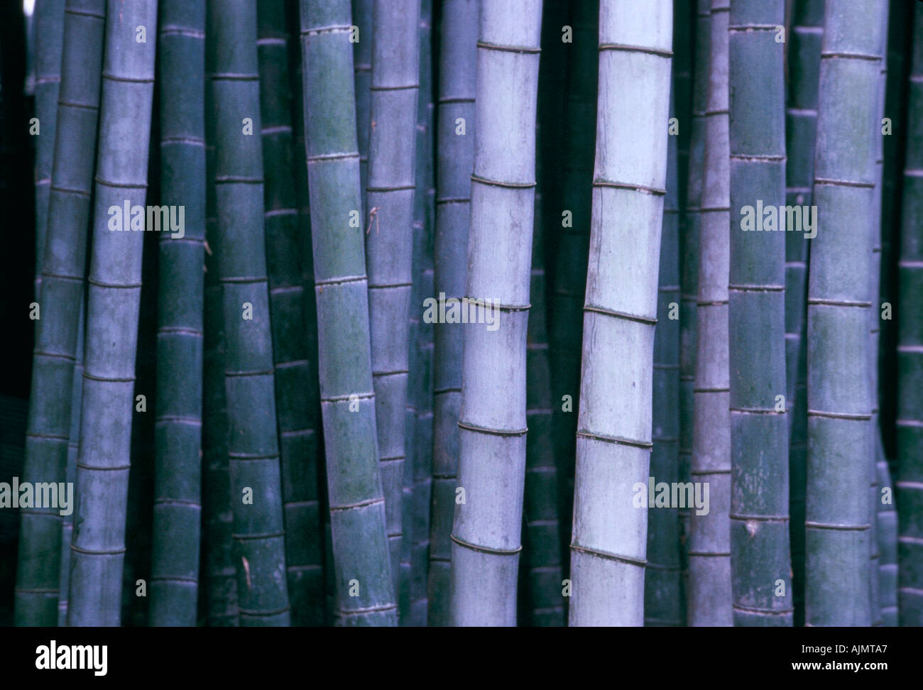 Bamboo Japan horizontal Stock Photo - Alamy