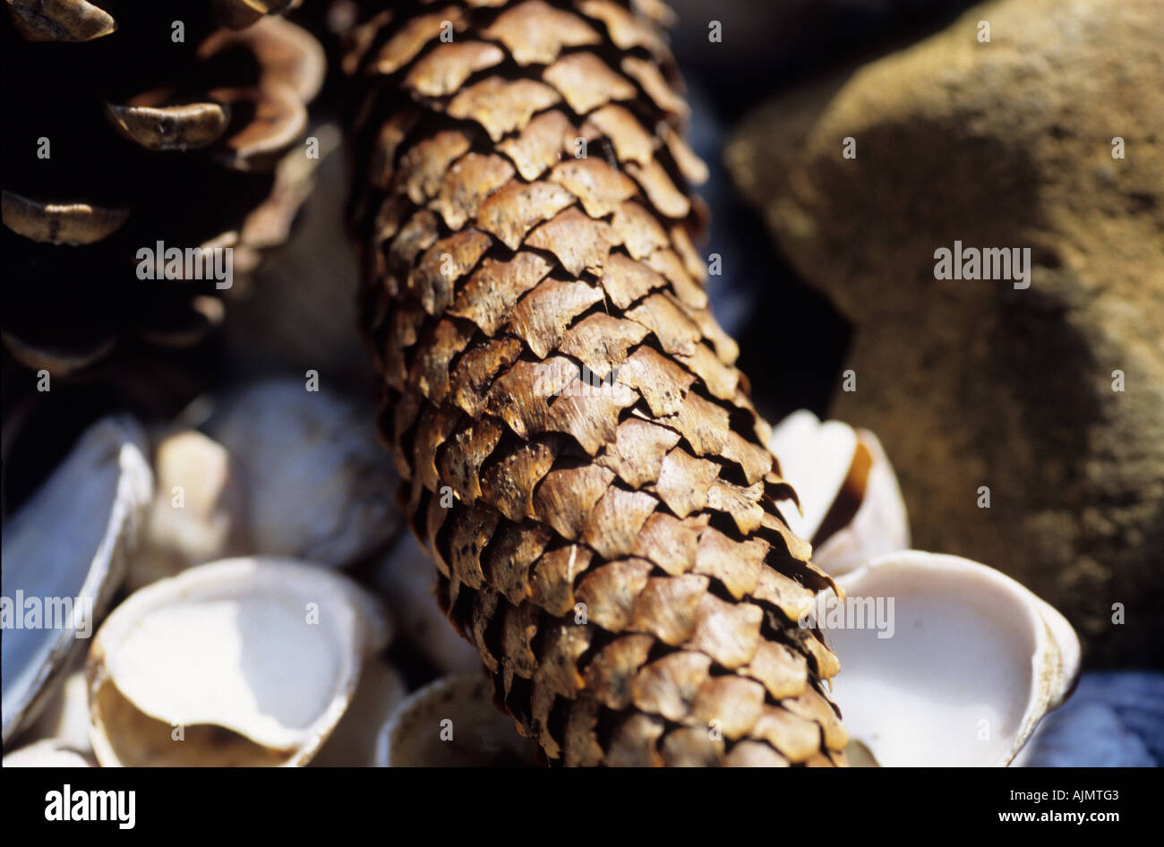 zoom in on pine cone and some sea shells Stock Photo - Alamy