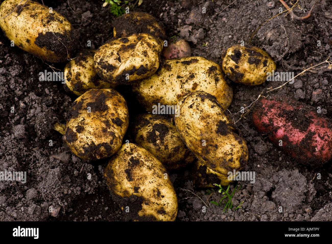 Potato soil rot hi-res stock photography and images - Alamy