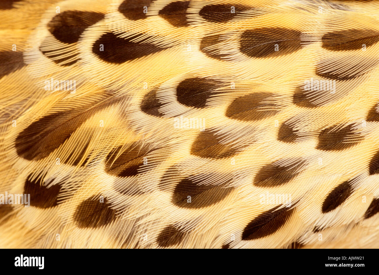 Elliptical wing hi-res stock photography and images - Alamy