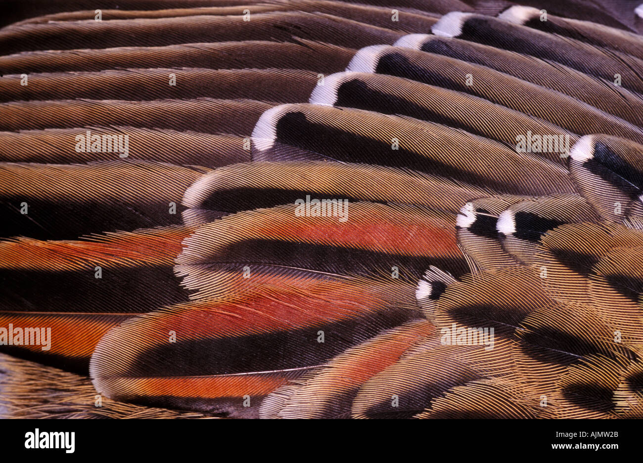 Bird fanning wings hi-res stock photography and images - Alamy
