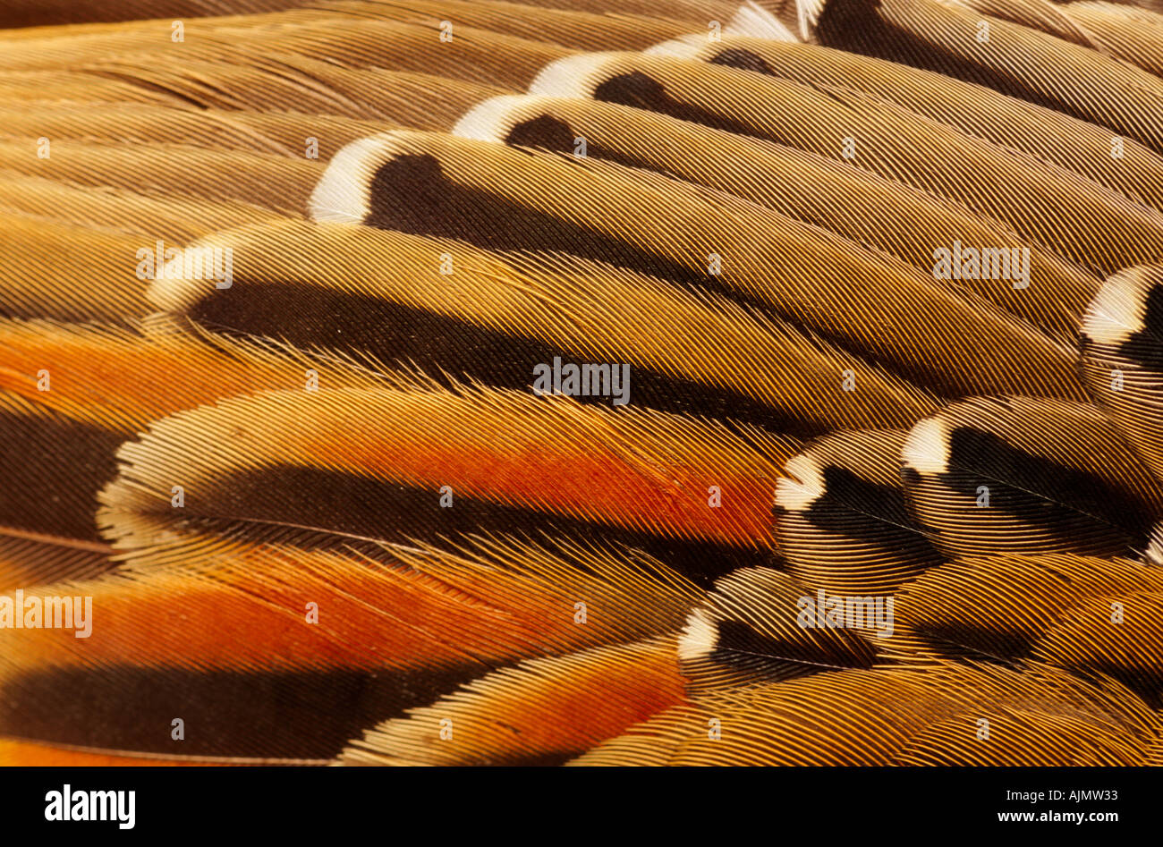 Animal animals fauna cuculus pallidus hi-res stock photography and ...