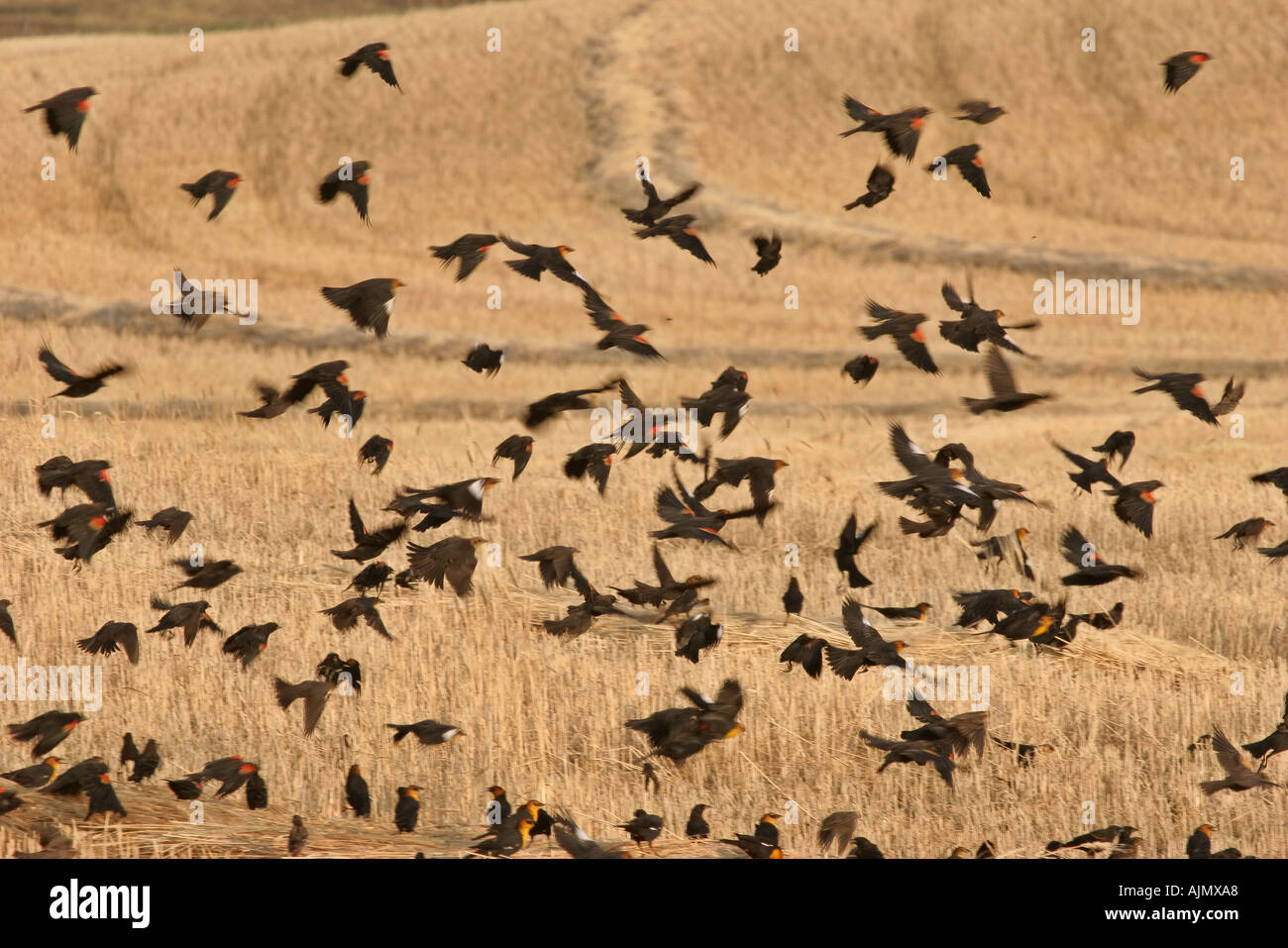 Blackbirds Family Icterids blackbirds migratory birds Canada fauna ...