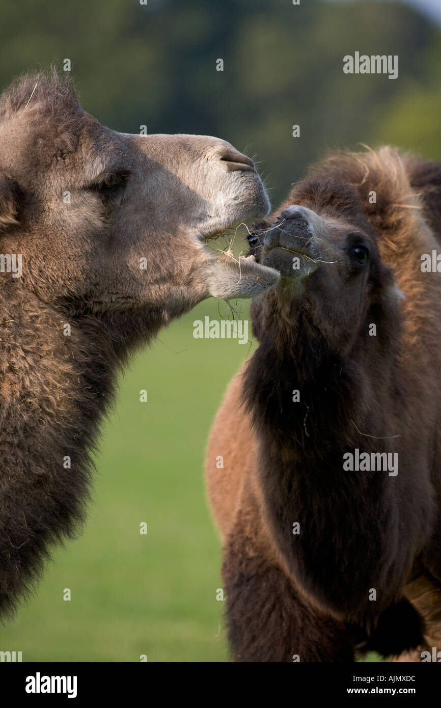 Bactrian camel large even hi-res stock photography and images - Alamy