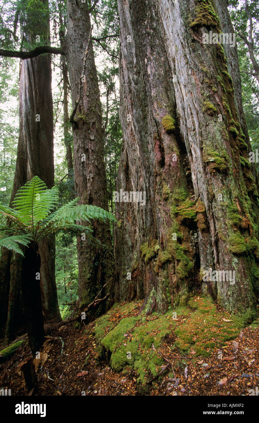 Plants flora vegetation eucalyptus regnans hi-res stock photography and ...