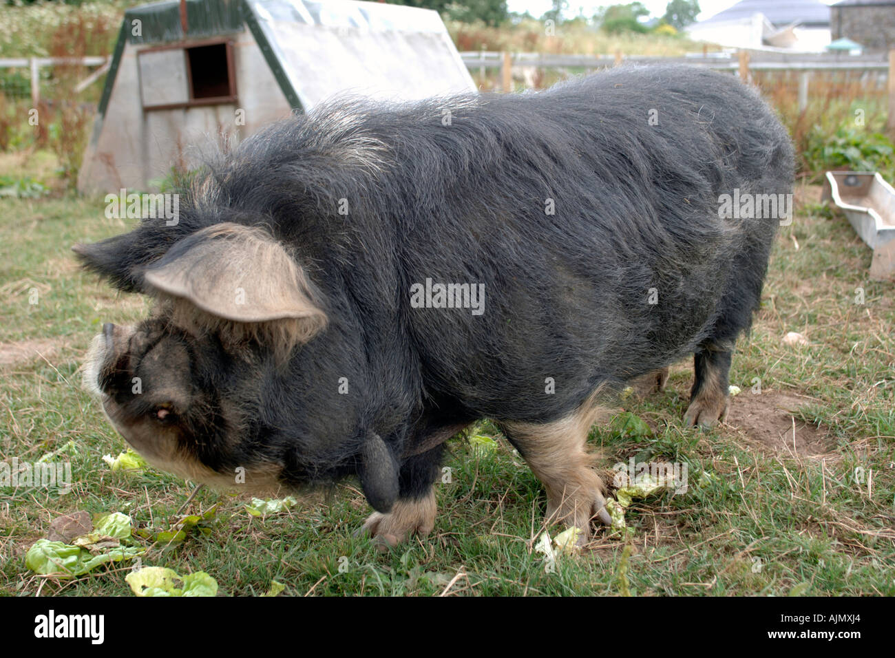 Sty with pig hi-res stock photography and images - Alamy