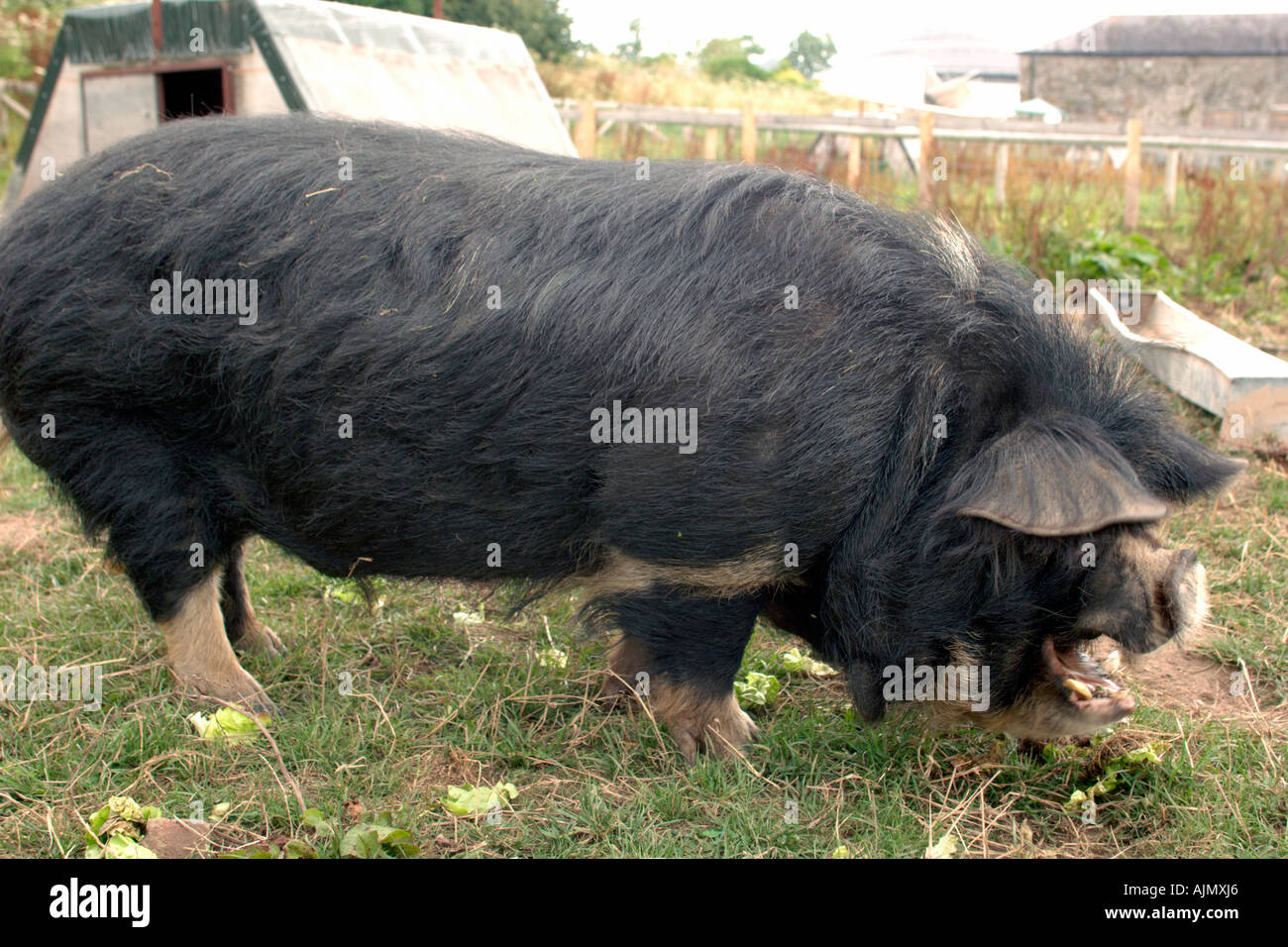 Sty with pig hi-res stock photography and images - Alamy