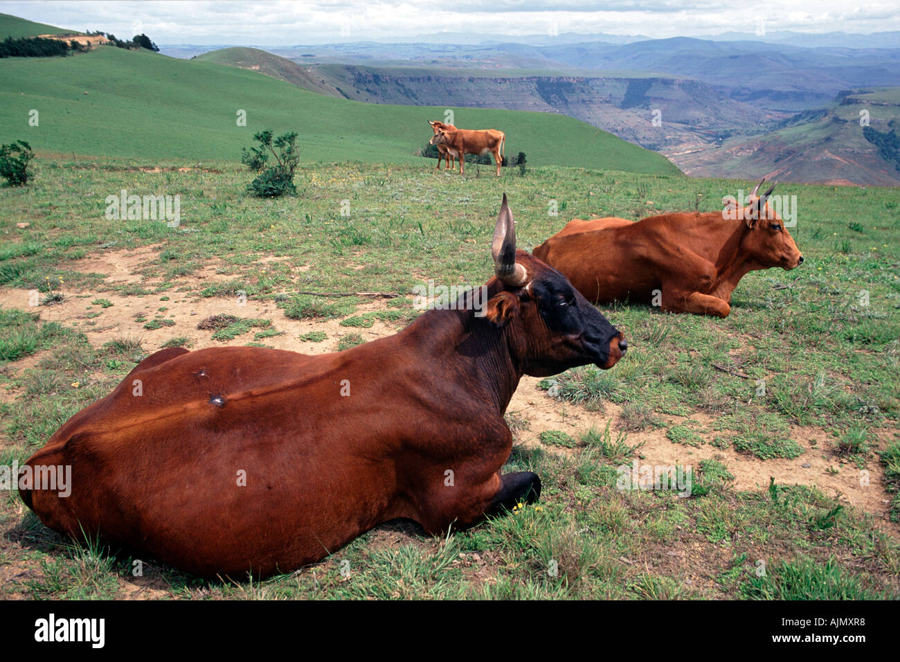 Cattle in transkei hi-res stock photography and images - Alamy