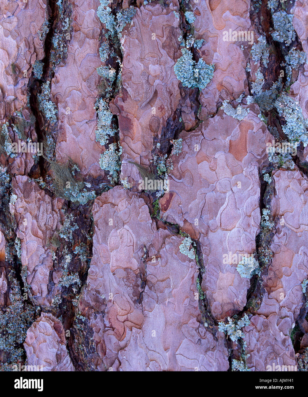 Scots pine tree bark hi-res stock photography and images - Alamy