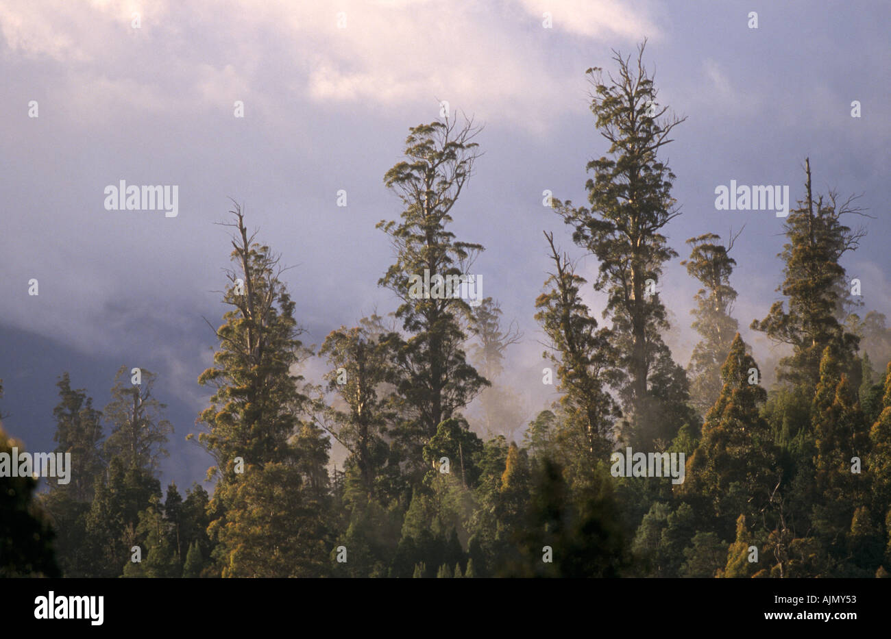 Old growth forest Styx Valley S Tasmania Australia Horizontal ...