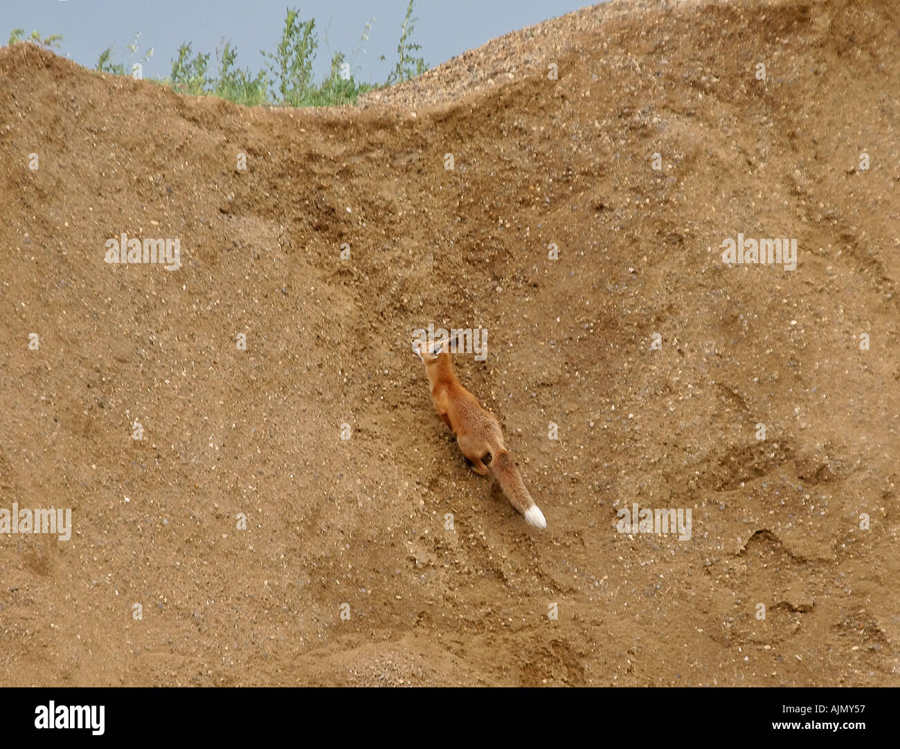 Fox pit hi-res stock photography and images - Alamy