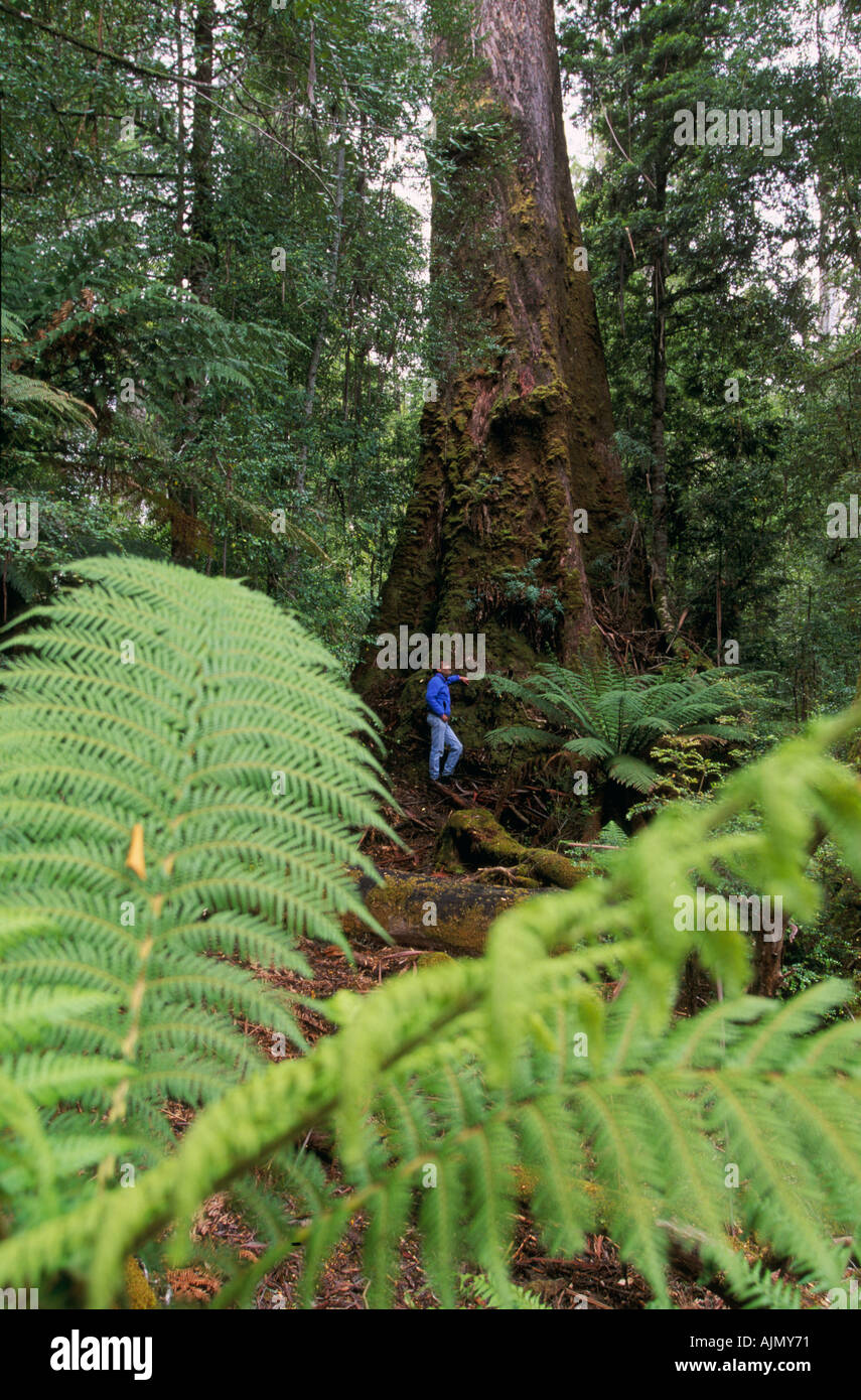 Tall tree walk tasmania hi-res stock photography and images - Alamy