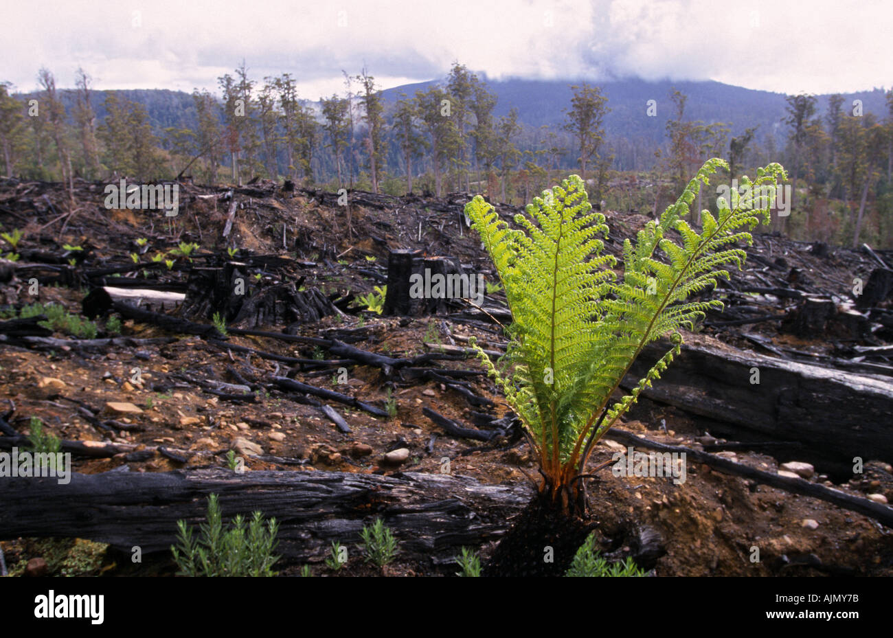 Clear felling australia hi-res stock photography and images - Alamy