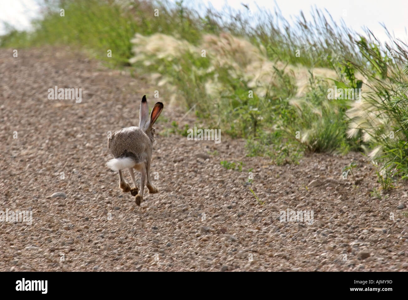 White tailed jackrabbits hi-res stock photography and images - Alamy
