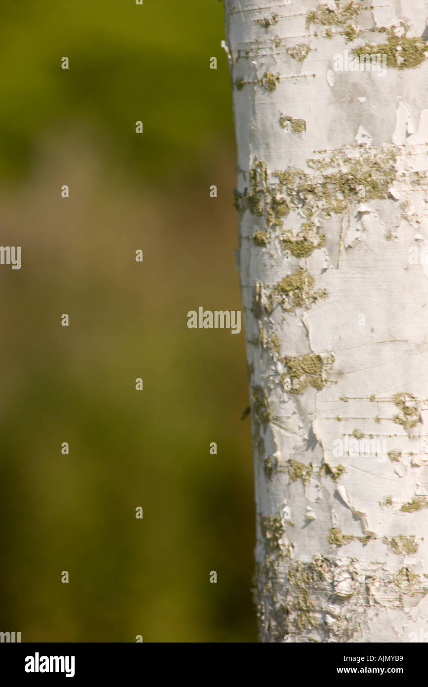 close up colour imagh off a tree bark which is a grey/silver colour ...