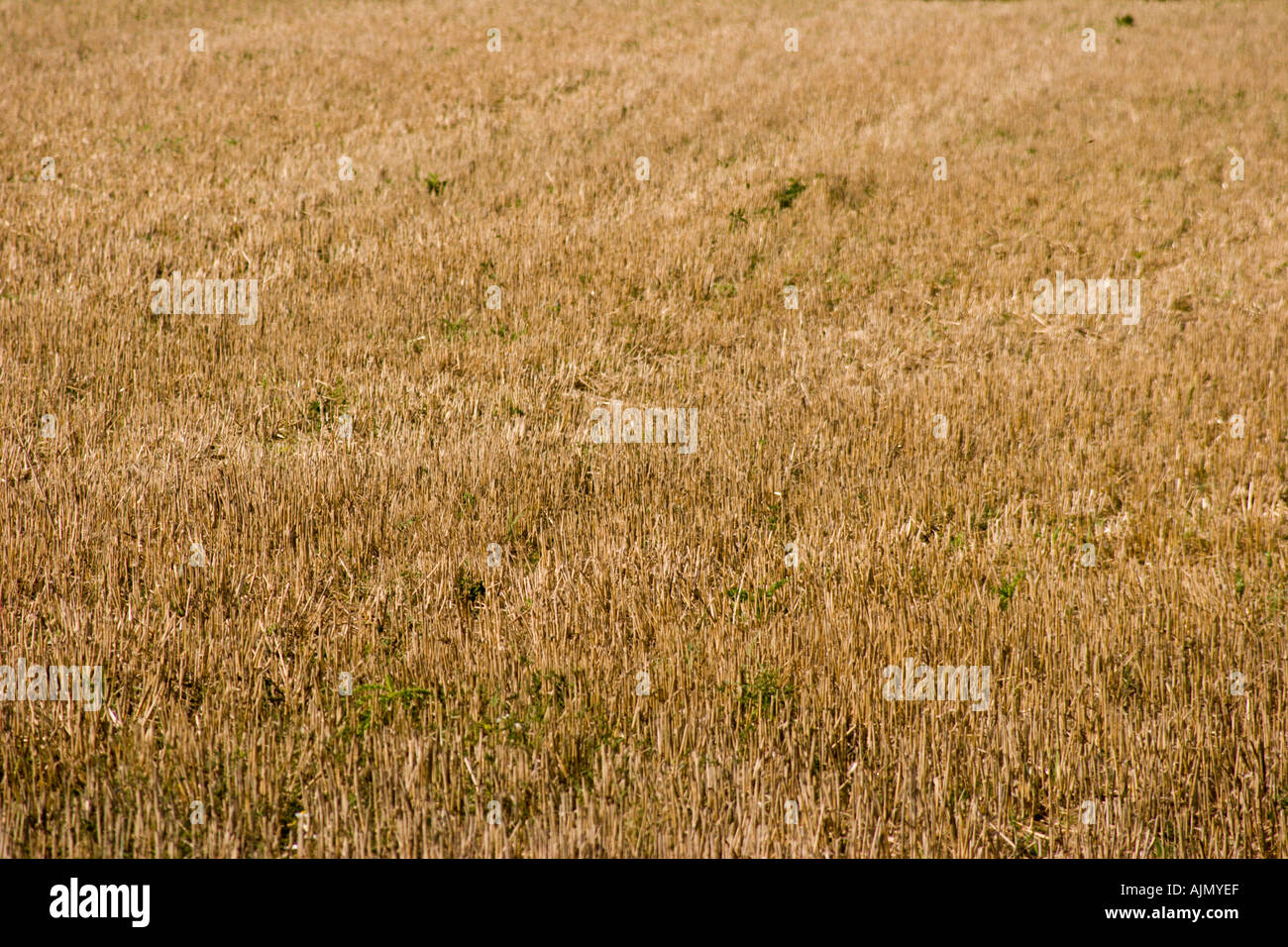 Green corn field wide shot hi-res stock photography and images - Alamy