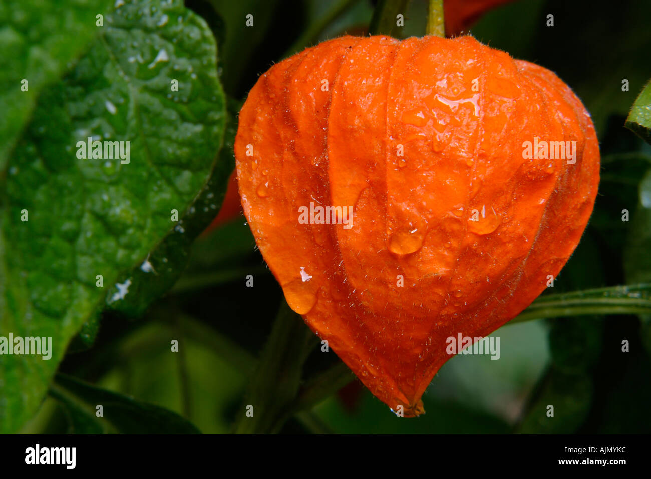 Bell lantern shaped flower hi-res stock photography and images - Alamy