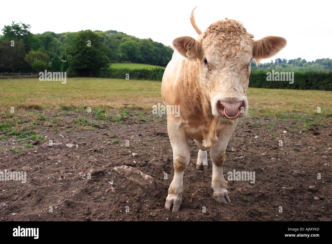 A bull named Tunis stands aggressively in a field Stock Photo - Alamy