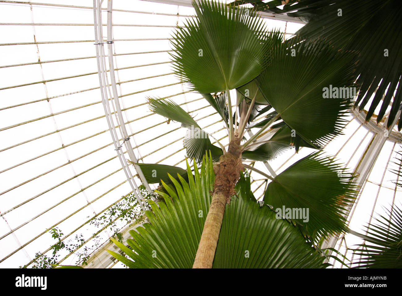Tropical plants inside a Conservatory at Kew Gardens Stock Photo - Alamy