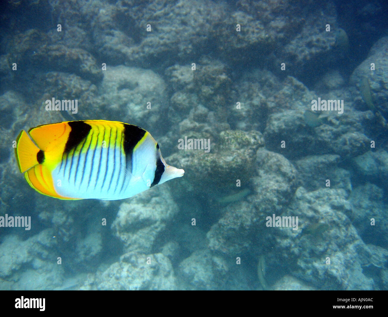 fish in the maldives Stock Photo - Alamy