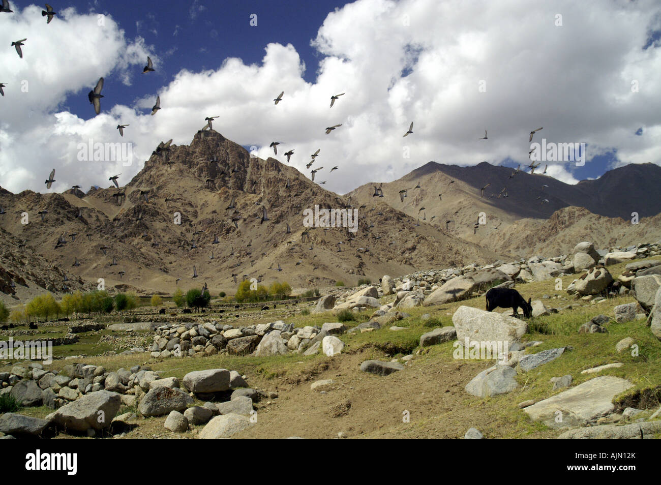 Field in Leh Valley and flying pigeons. Ladakh, Himalaya moutnains ...