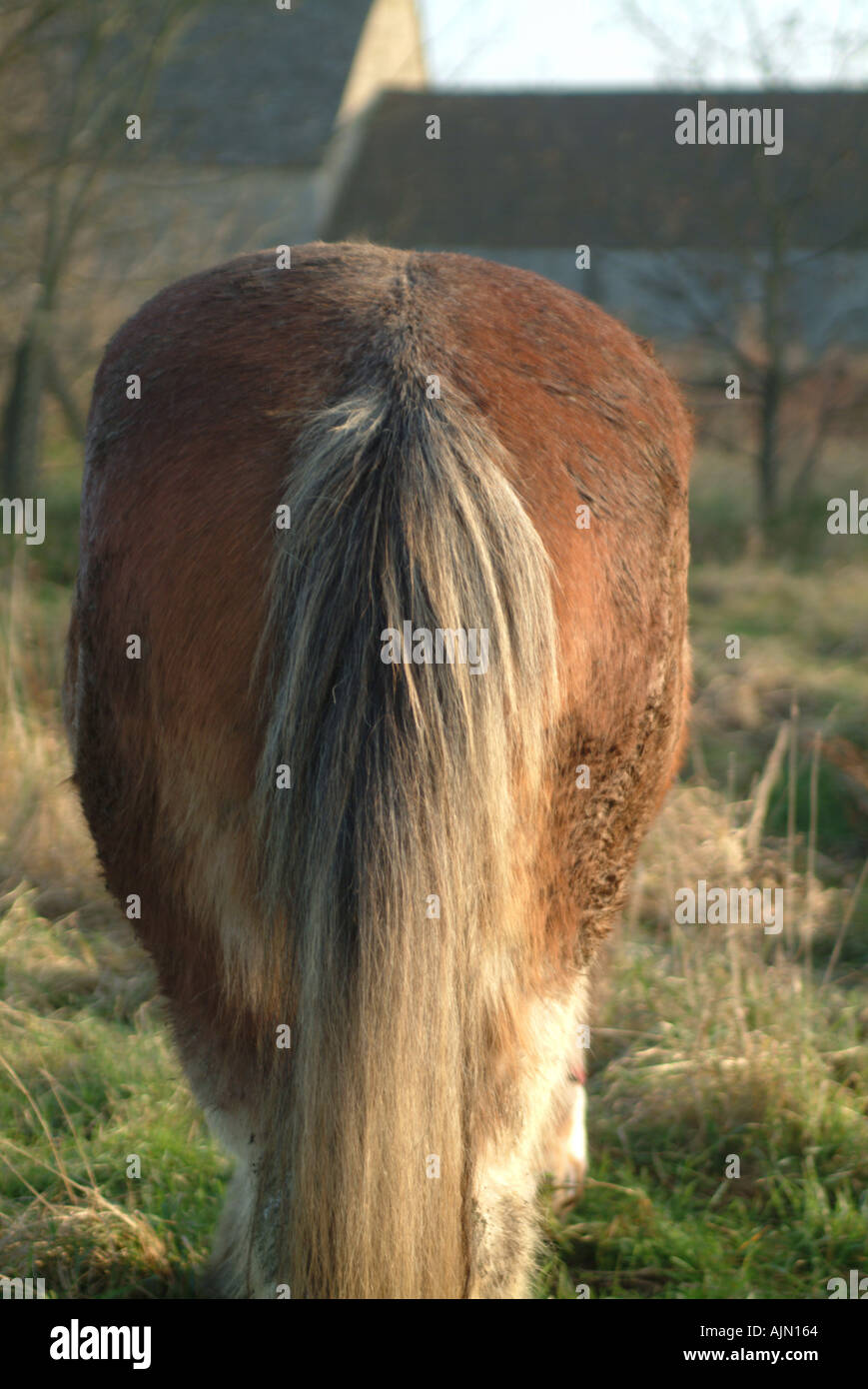Rear end of horse in field in Witney Oxfordshire UK Stock Photo - Alamy
