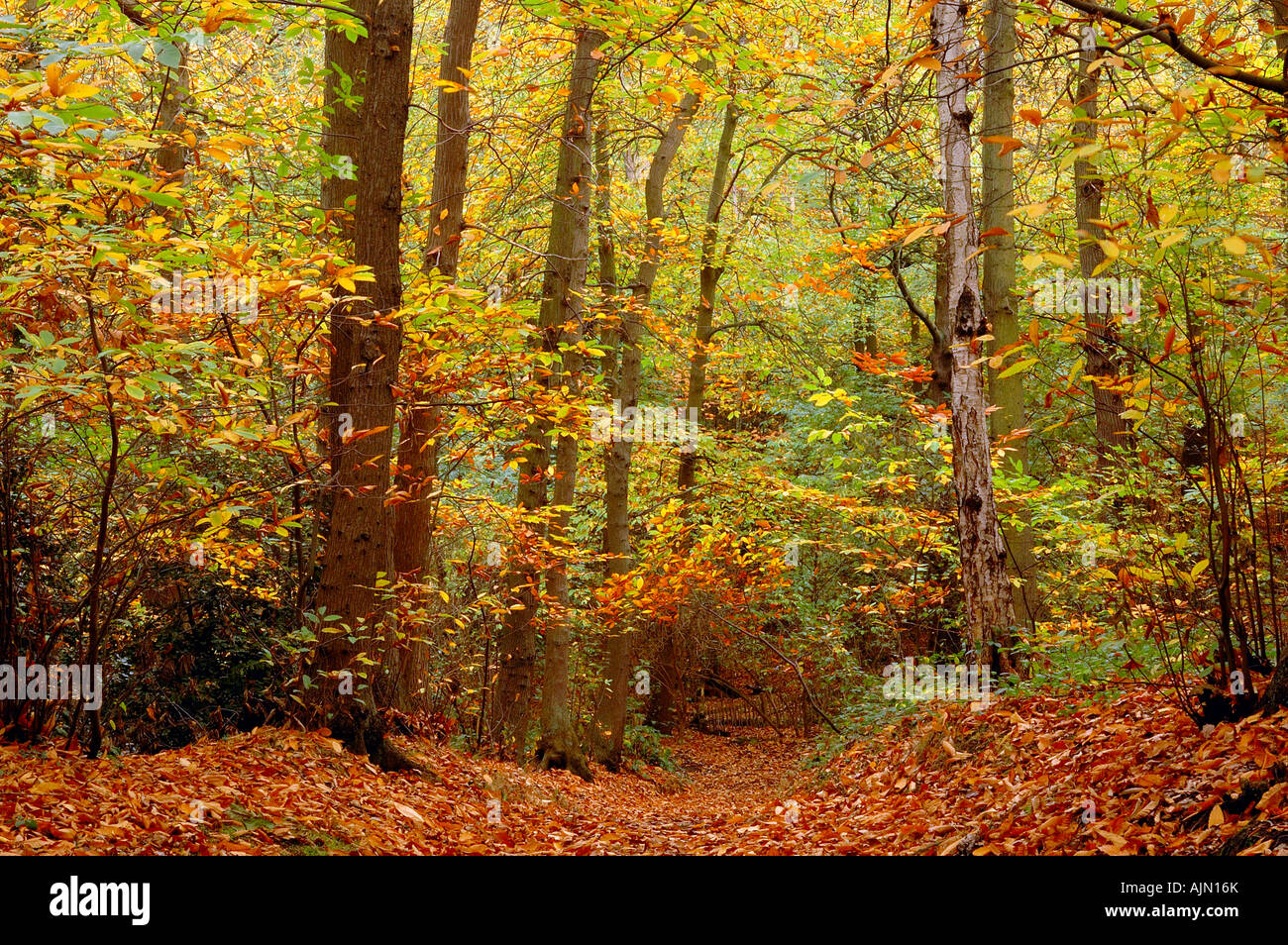 trees fall autumn keston kent england uk Stock Photo - Alamy