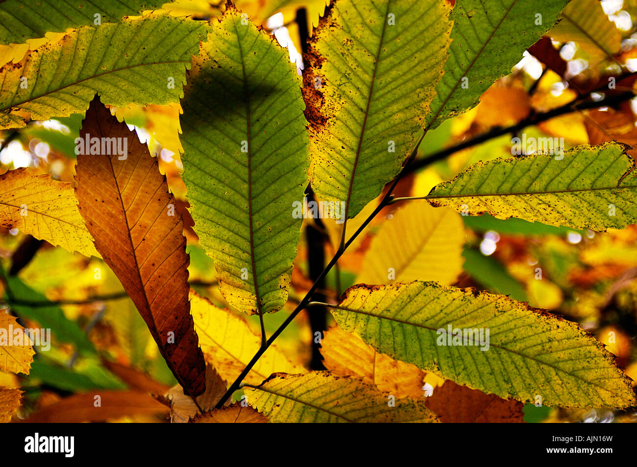 trees fall autumn keston kent england uk Stock Photo - Alamy