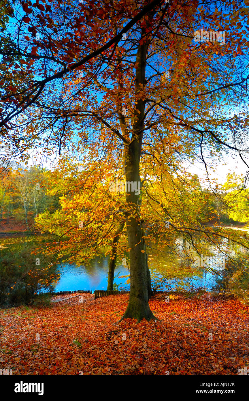 trees fall autumn keston kent england uk Stock Photo - Alamy