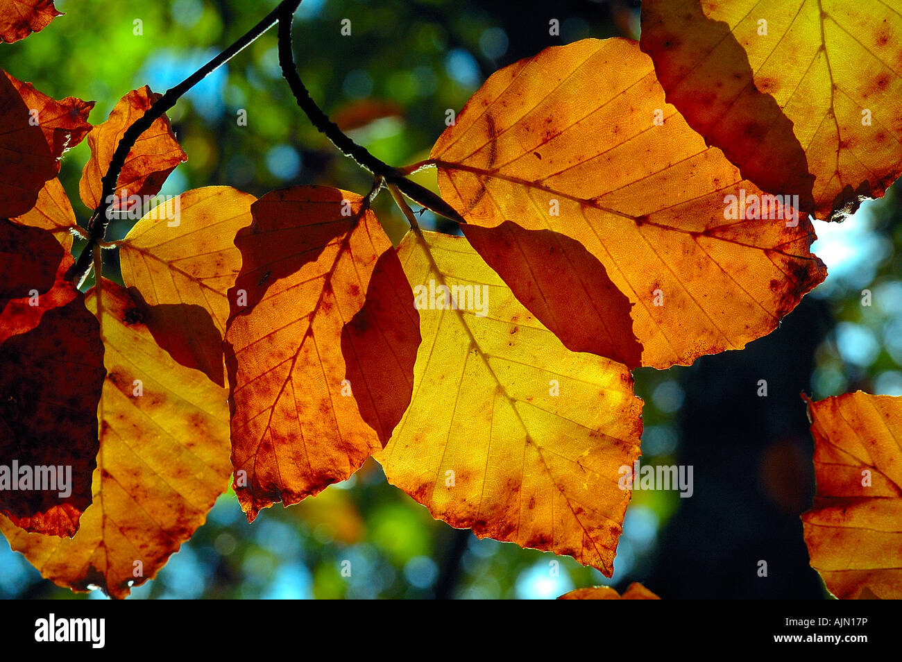 trees fall autumn keston kent england uk Stock Photo - Alamy