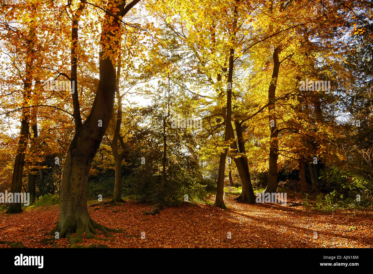 trees fall autumn keston kent england uk Stock Photo - Alamy