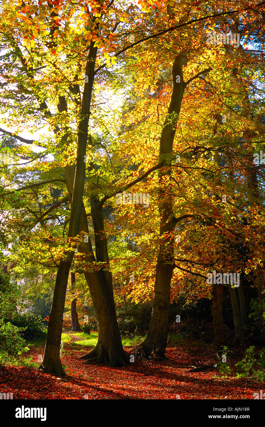 trees fall autumn keston kent england uk Stock Photo - Alamy