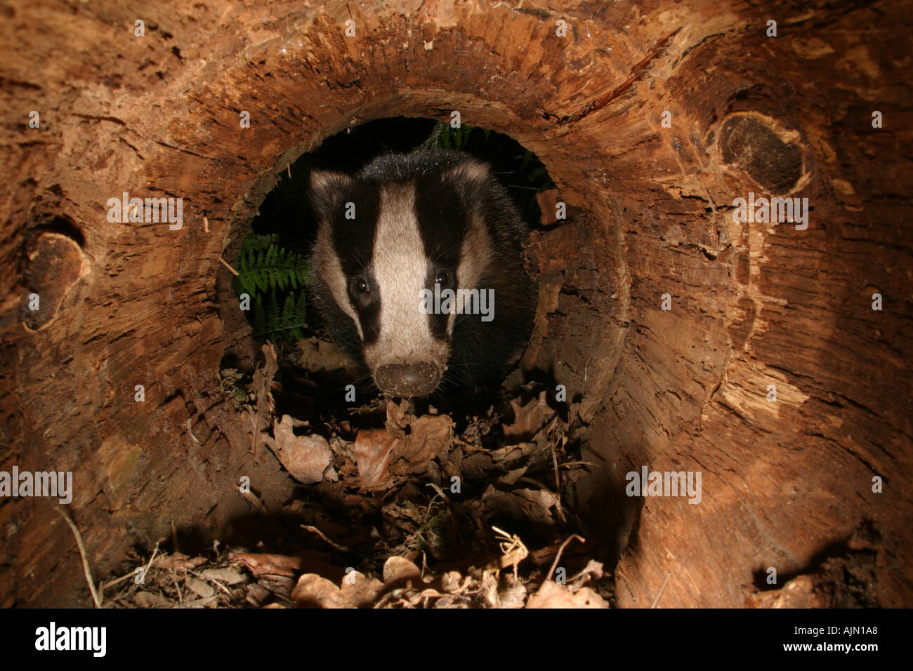 Badger hollow log hi-res stock photography and images - Alamy