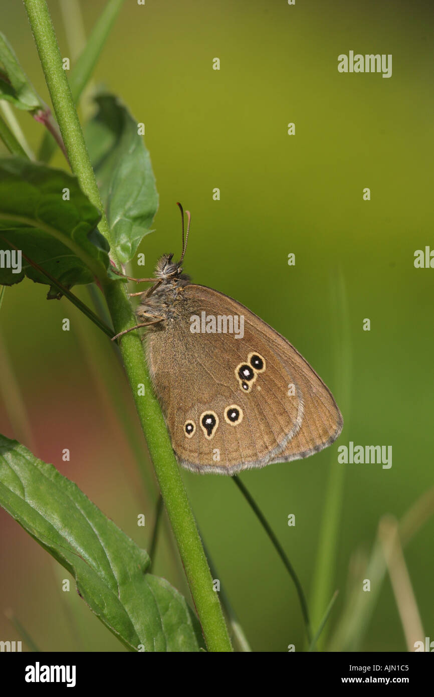 Ringlet aphantopus hyperantus adult hi-res stock photography and images ...