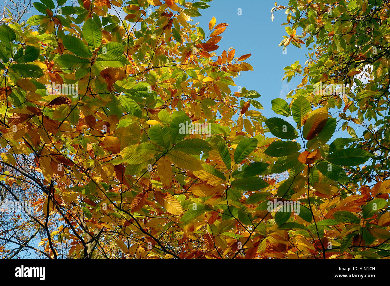 keston forest north kent autumn colours england uk vibrant colour quiet ...