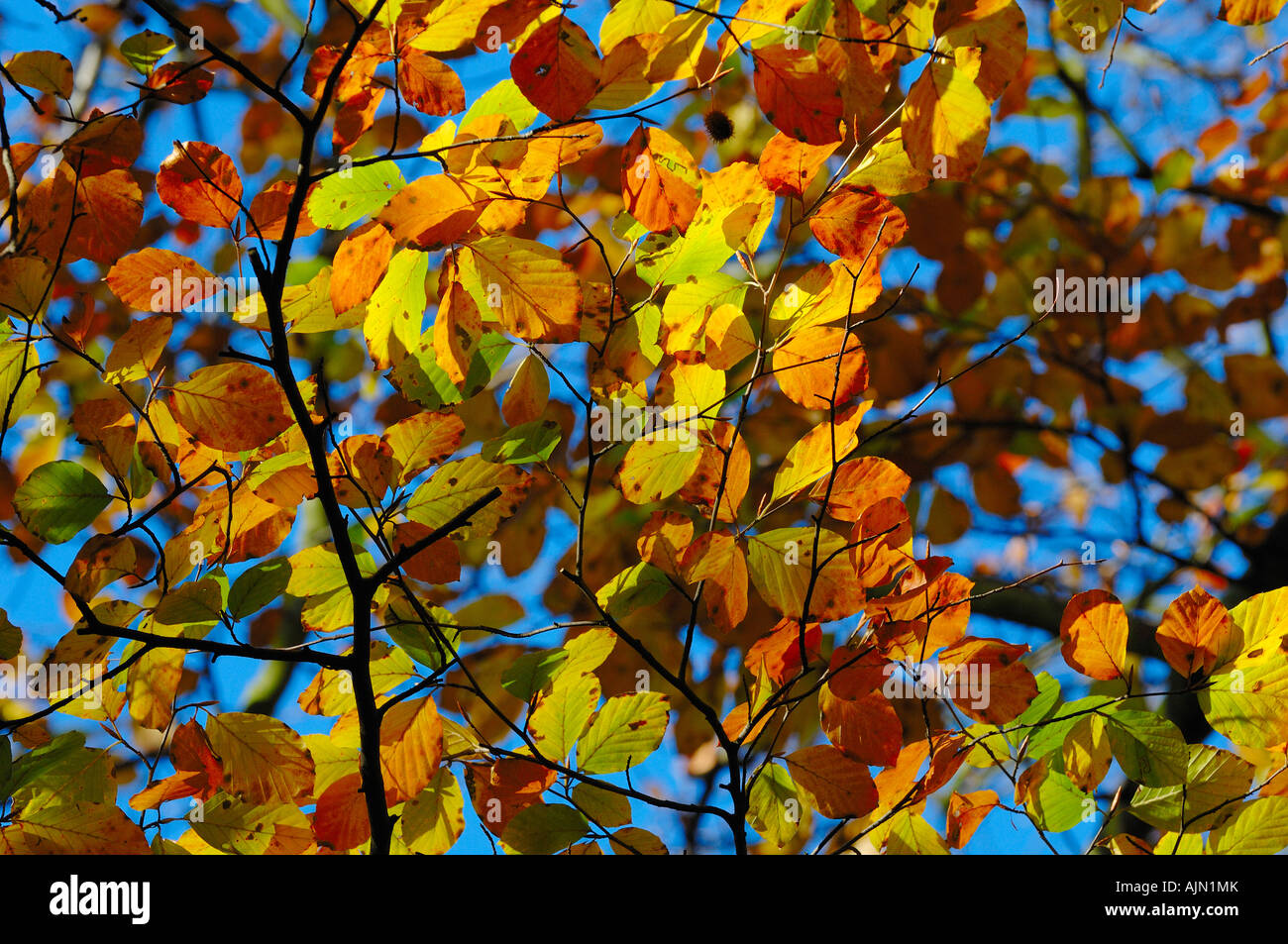 keston kent trees forest autumn fall england uk Stock Photo - Alamy