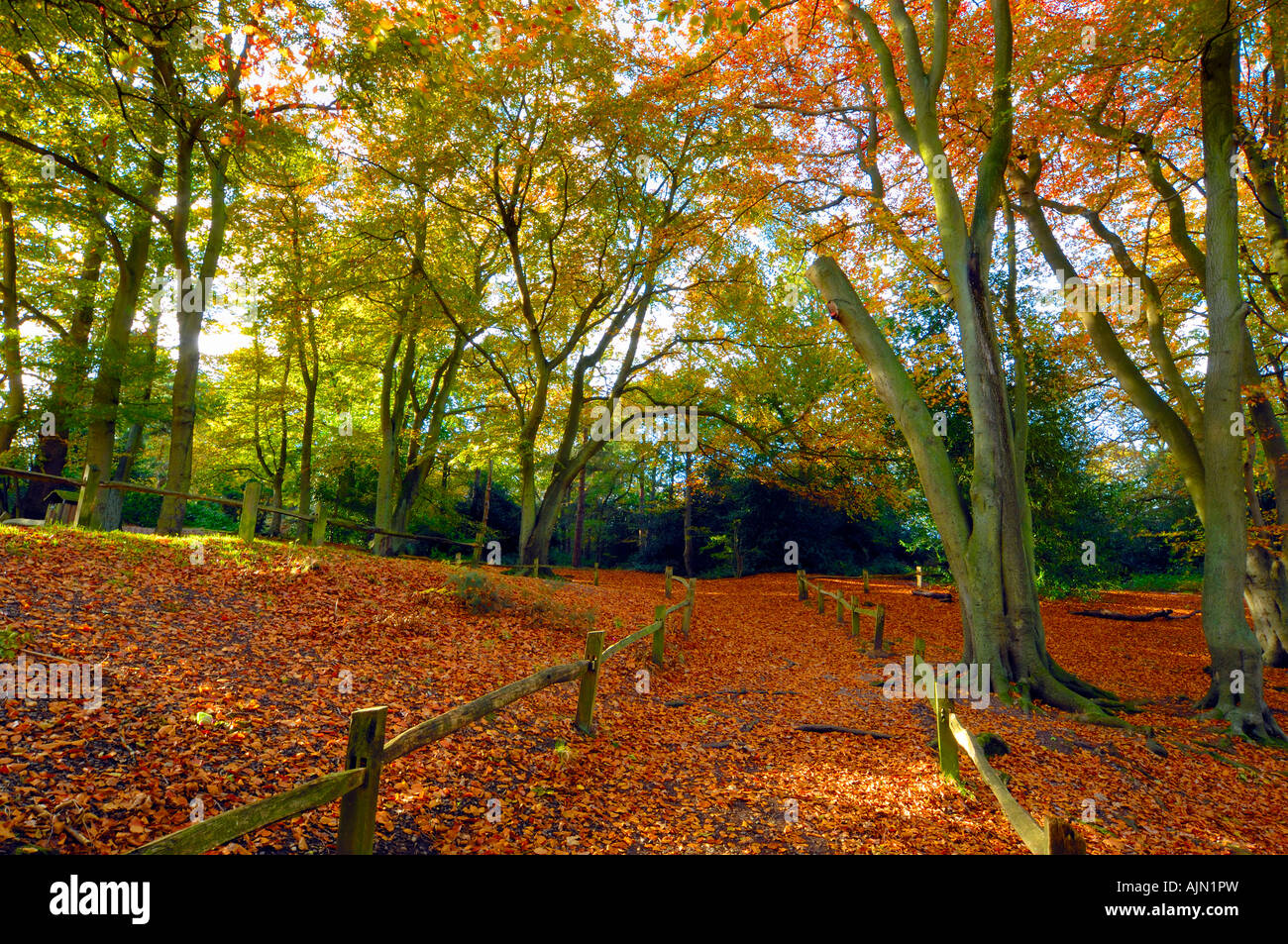 trees fall autumn keston kent england uk Stock Photo - Alamy