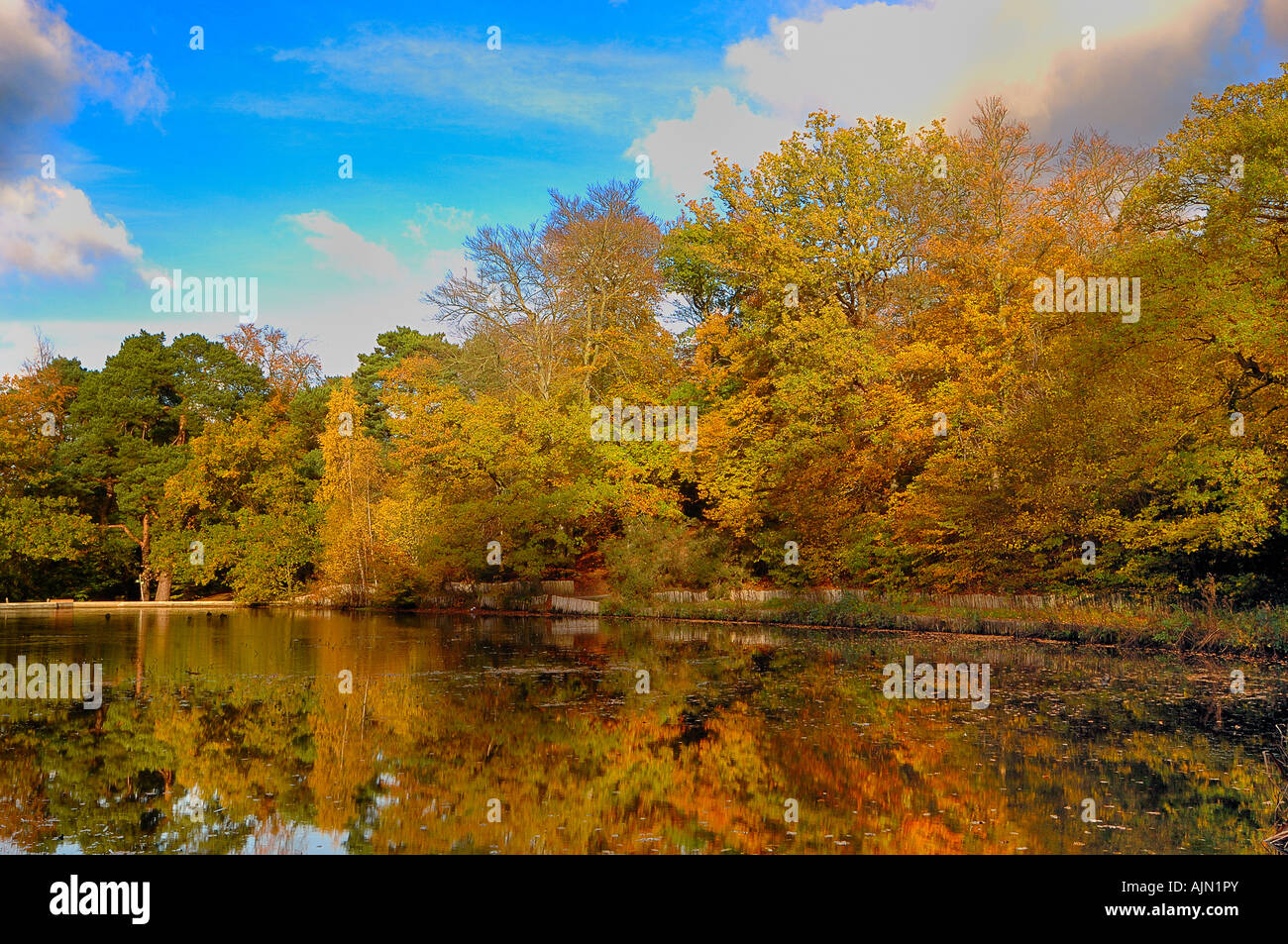 trees fall autumn keston kent england uk Stock Photo - Alamy