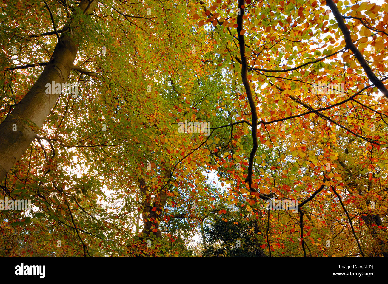 trees fall autumn keston kent england uk Stock Photo - Alamy