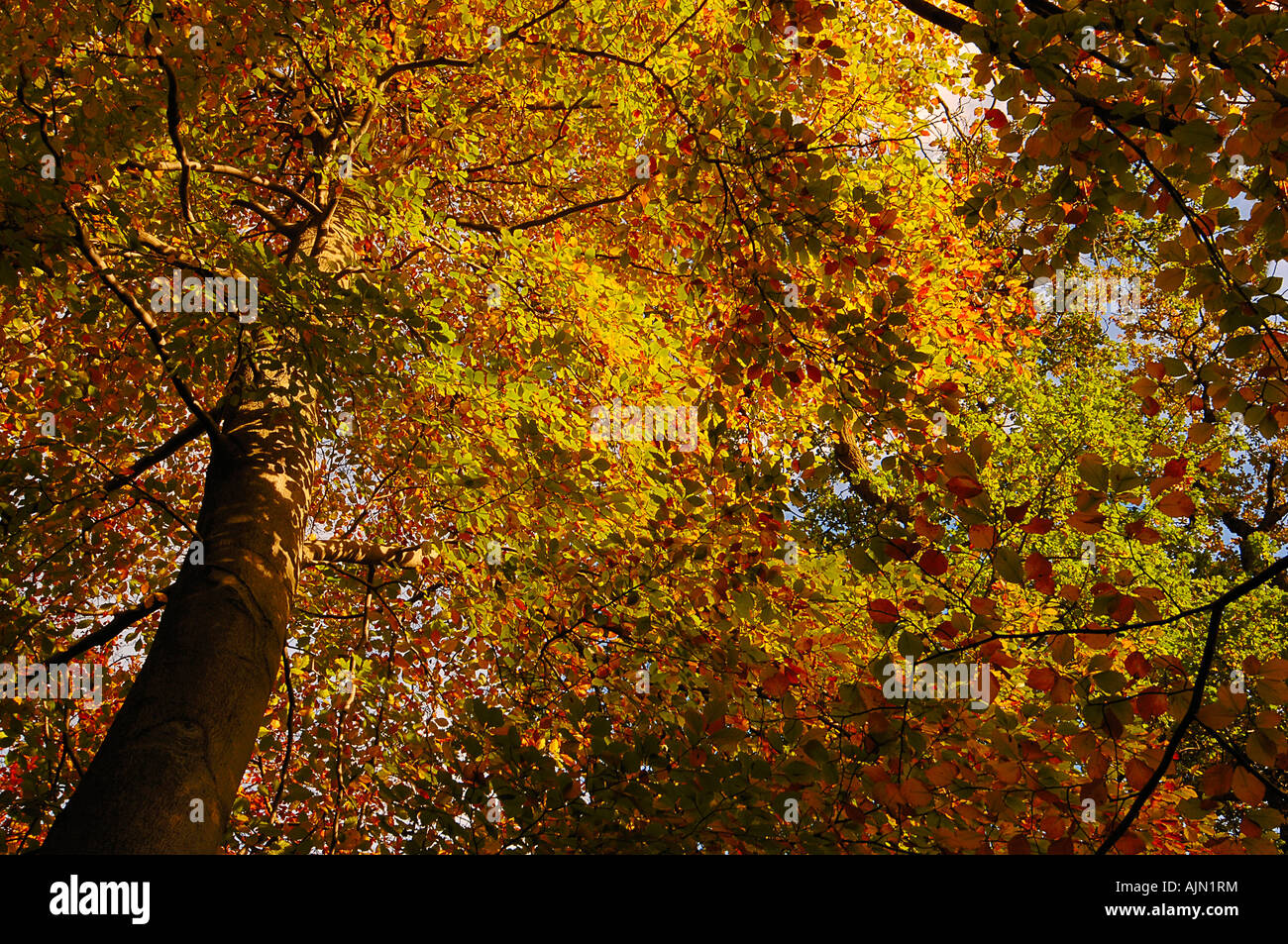 trees fall autumn keston kent england uk Stock Photo - Alamy