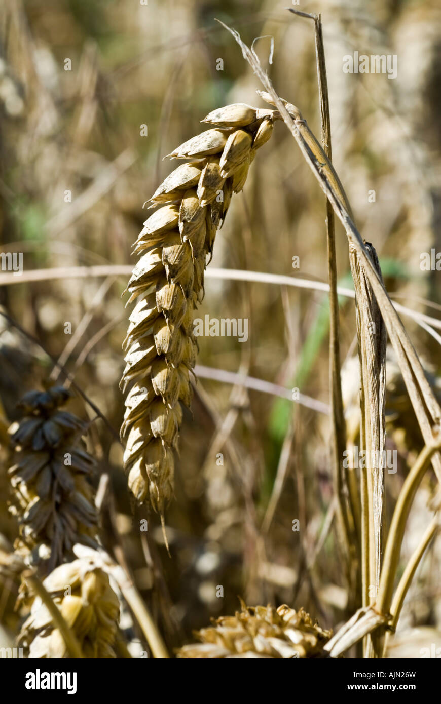 Ripe grain field stalks seeds Stock Photo - Alamy