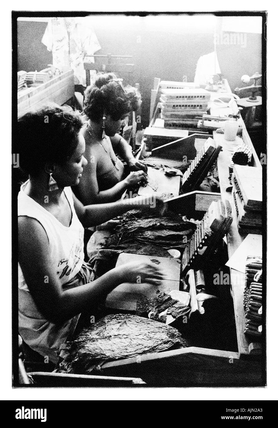 female workers hand rolling cigars at Partagas Cigar Factory Havanna ...