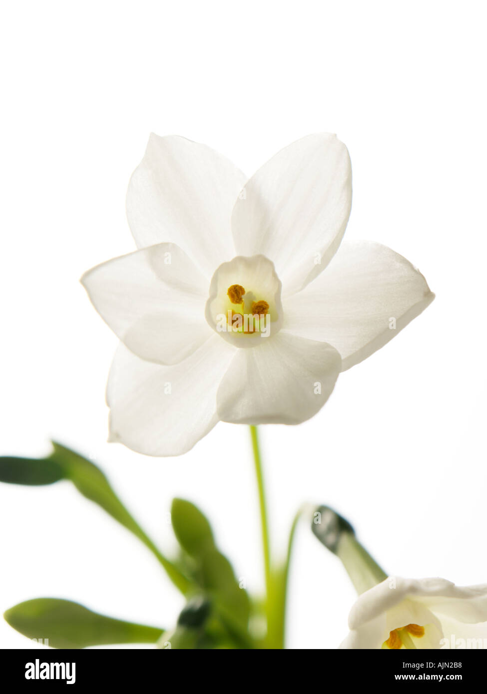 single white daffodil stem against white background Stock Photo - Alamy